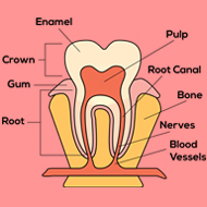 Classroom Resources - The Dr. Samuel D. Harris National Museum of Dentistry